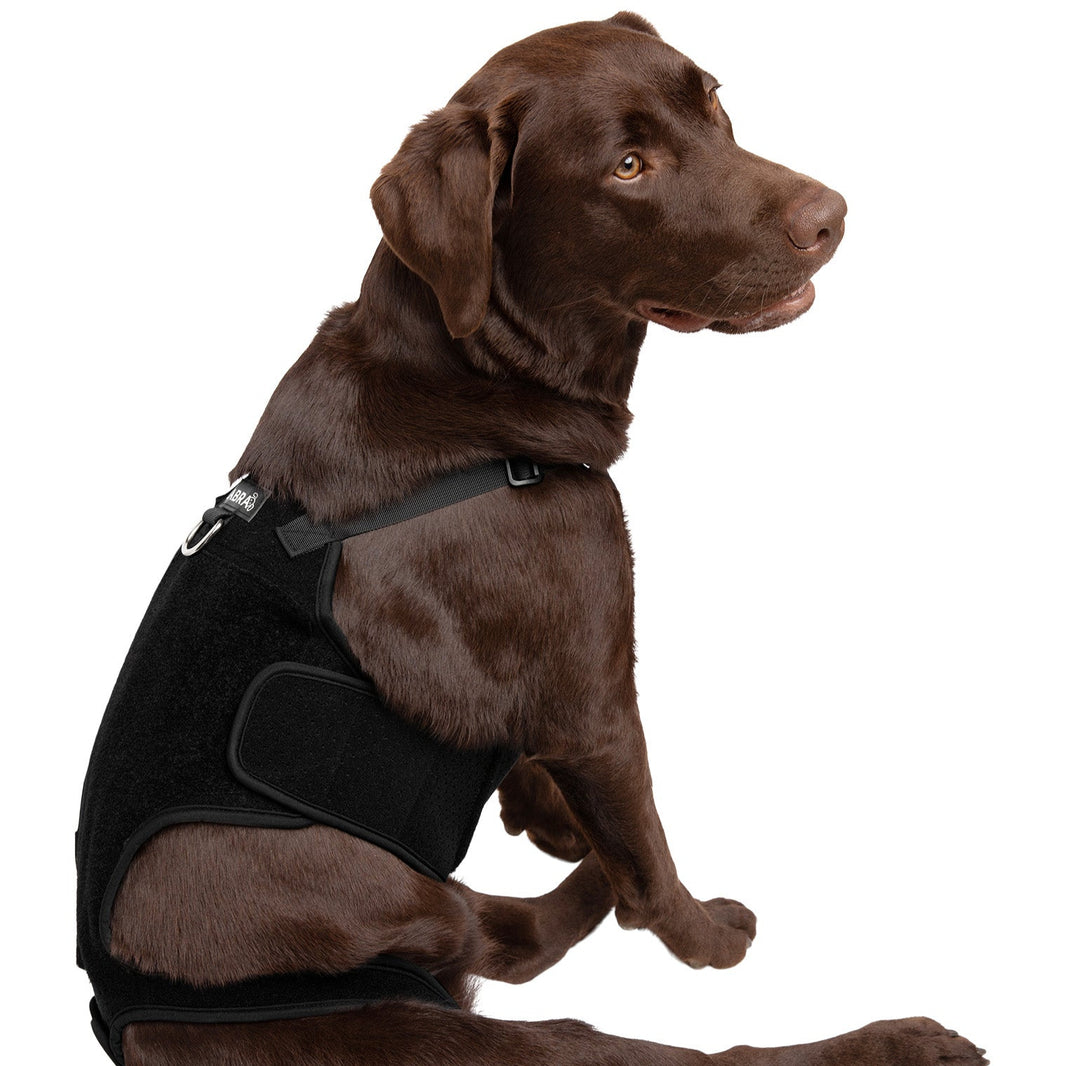 Knee, Hip, and Leg Support for Dogs | Labra Dog Support Devices