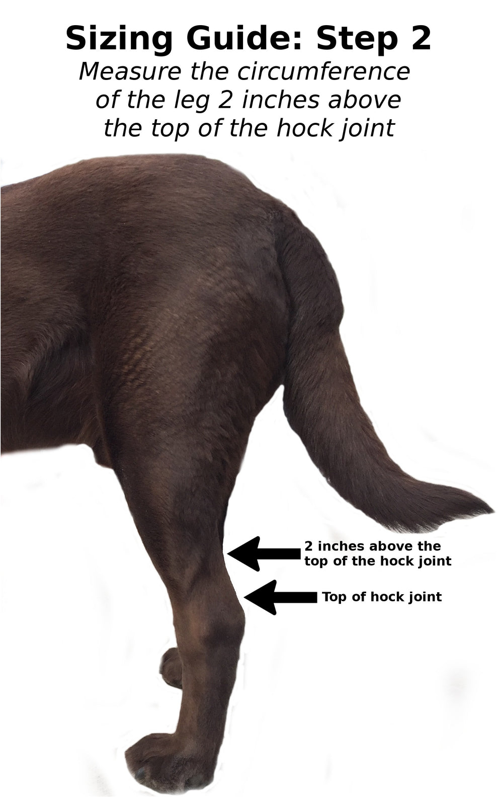 Supportive Canine Hock Brace | Labra Dog Support Products